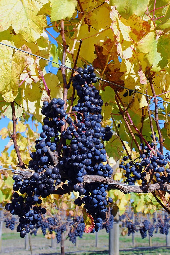 Natural Selection - Mission Estate's Ode to the Gimblett Gravels - M2woman